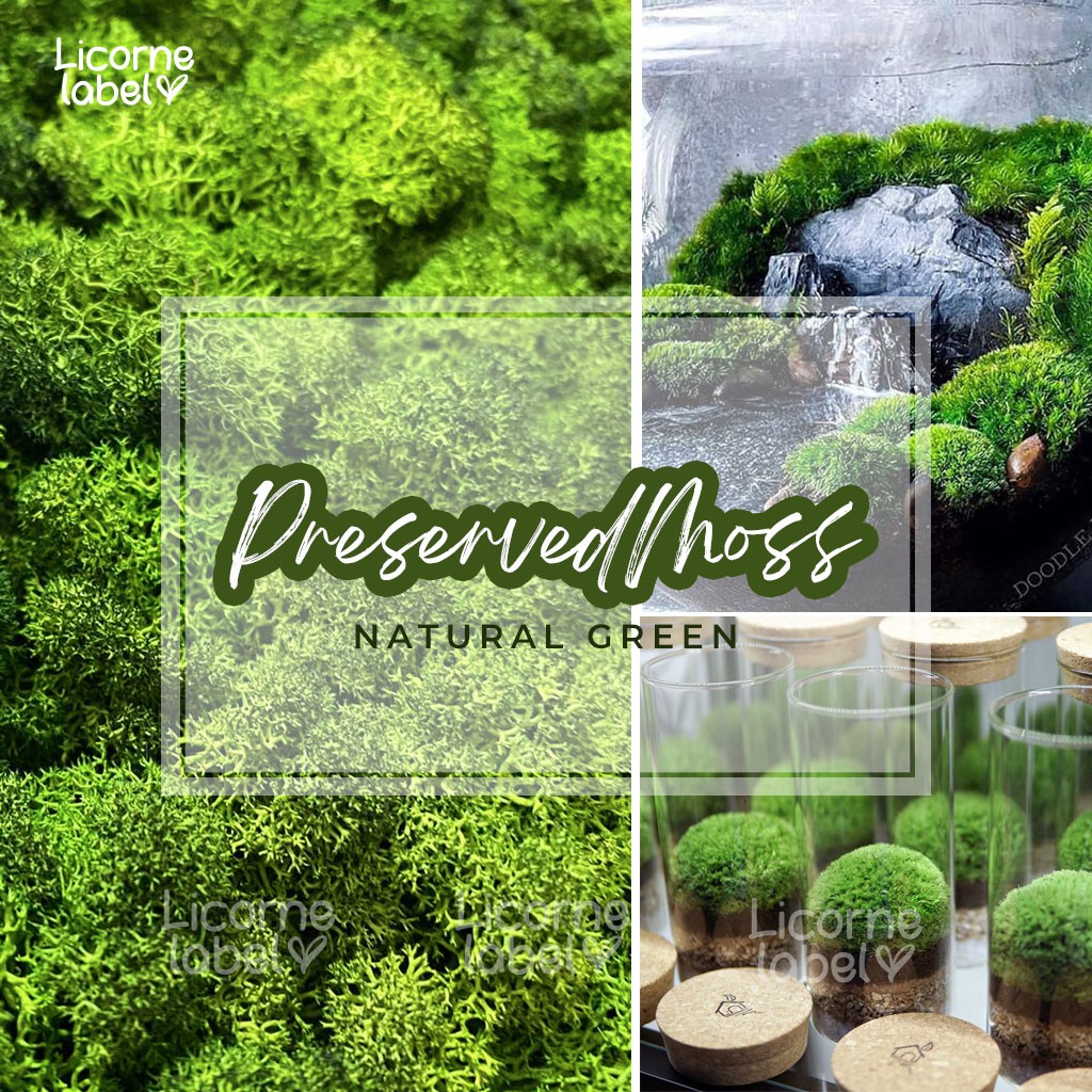 Jual Preserved Nordic Moss /Mos Bunga lumut Kering / Dried Flower ...