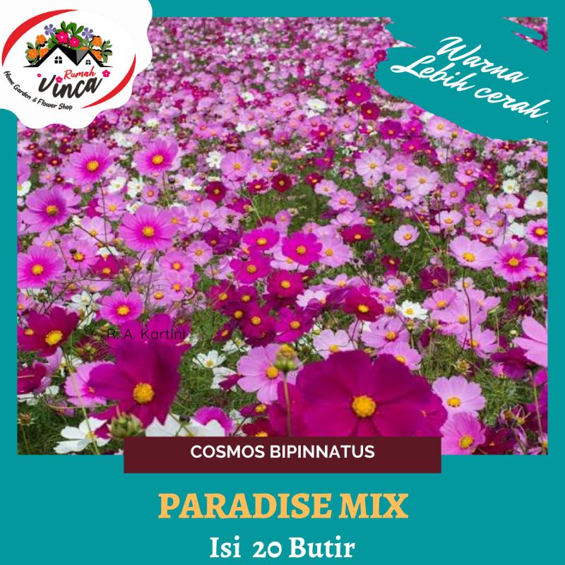 Jual Benih Bunga Cosmos PARADISE MIX (Kenikir) | Shopee Indonesia