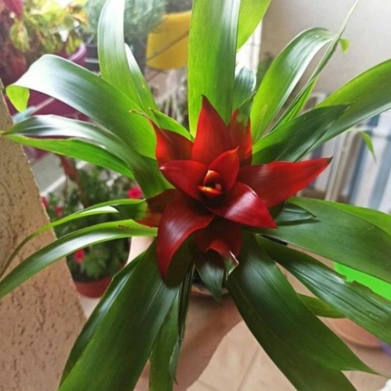 Jual ( BISA COD ) TERMURAH! Bunga Hias Bromeliad Guzmania Bunga Merah ...
