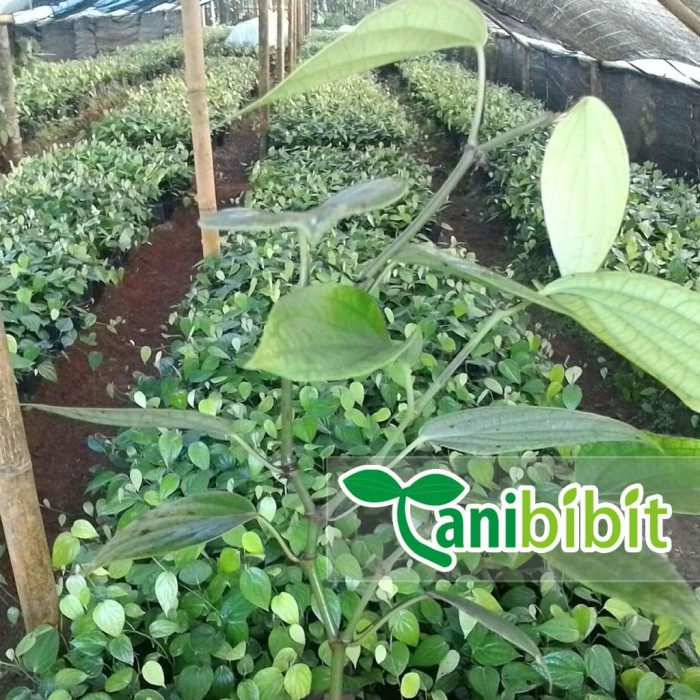 Jual Bibit Lada Perdu - Sahang Perdu - Pohon Merica Hitam - Tanaman ...