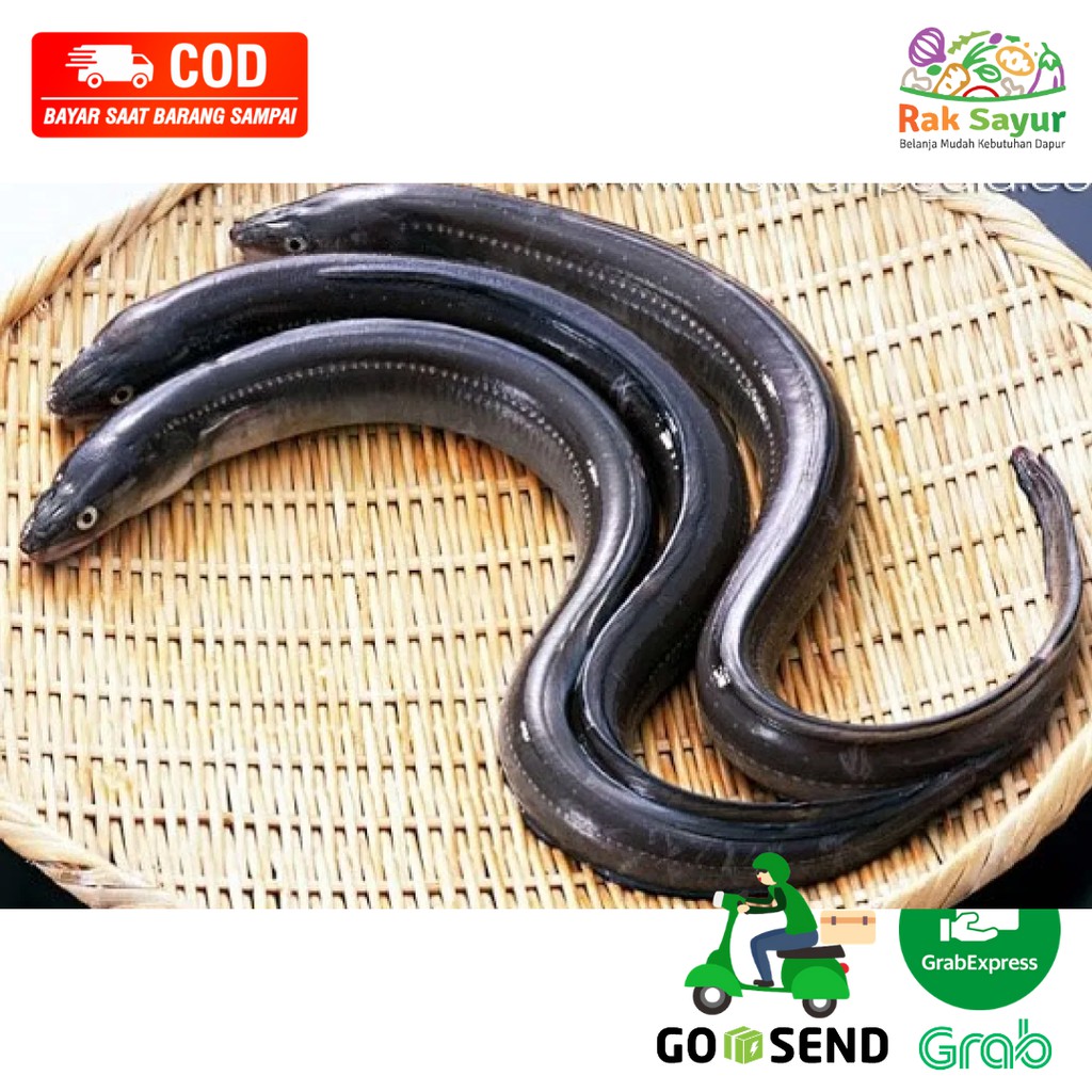 Jual Belut Baluik Sawah Besar Hidup 500gr Ikan Segar Rak Sayur Padang ...