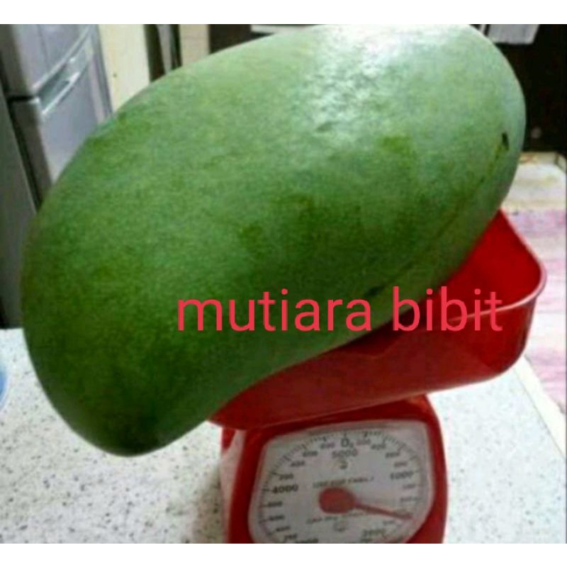 Jual Bibit tanaman buah mangga mahathir genjah | Shopee Indonesia Jual Bibit tanaman buah mangga mahathir genjah | Shopee Indonesia