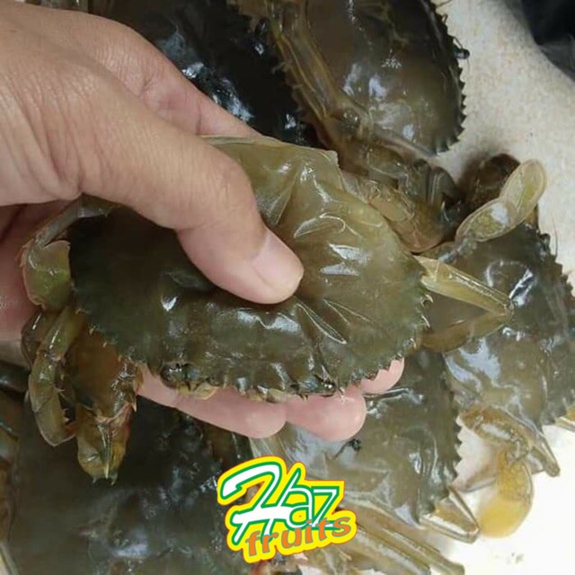 Jual KEPITING SOKA (LEMBURI) 1 KILO ISI 8 SD 10 EKOR | Shopee Indonesia