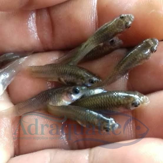 Jual IKAN IMPUN HIDUP (PER TAKAR) PAKAN IKAN PREDATOR MAKANAN PELET ...