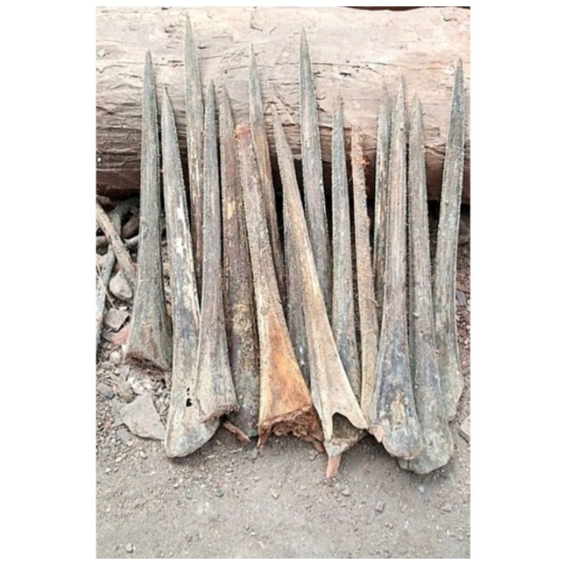 Jual bahan once moncong/cucuk marlin super tebal super murah | Shopee ...