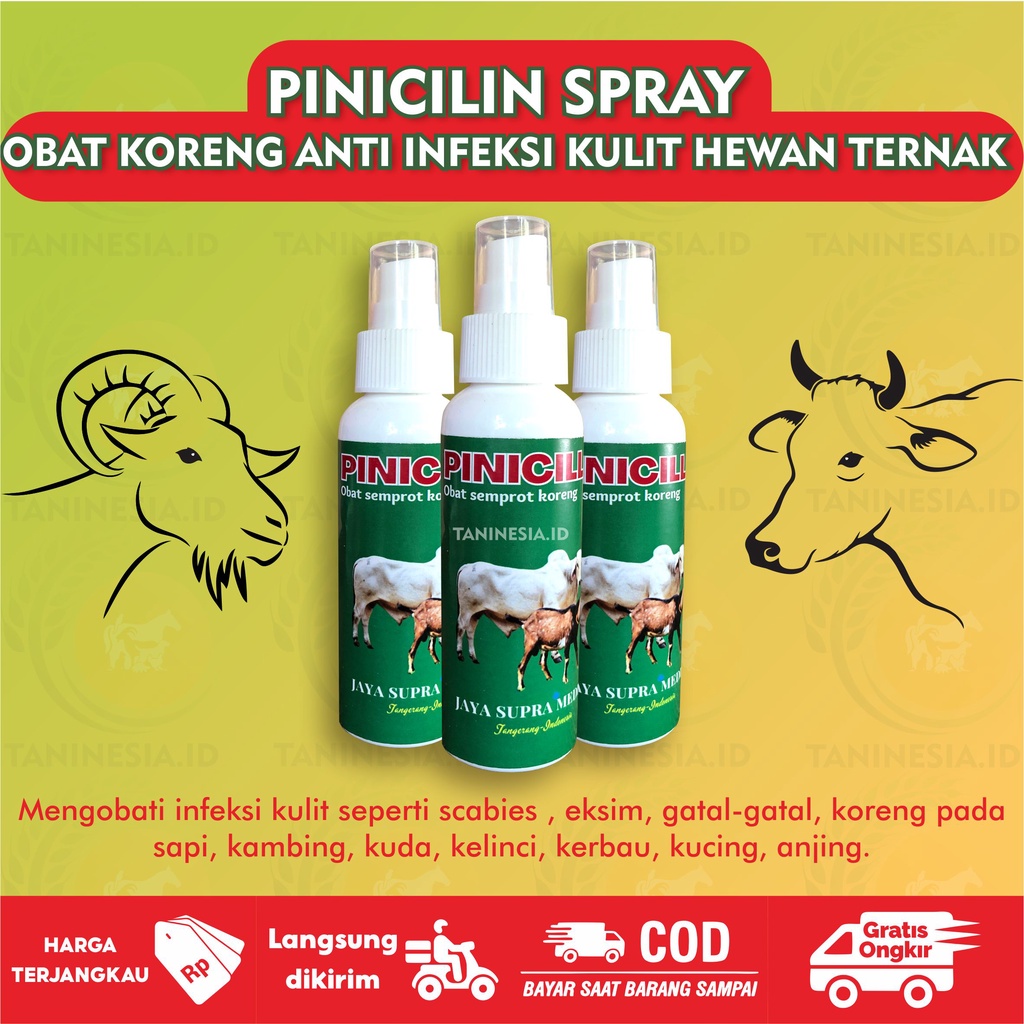 Jual PINICILIN OBAT SEMPROT KORENG SAPI MENGOBATI PMK, SCABIES, GUDIX ...