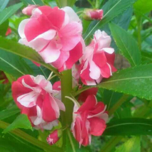 Jual Eceran biji bunga pacar pink/putih 20 biji | Shopee Indonesia