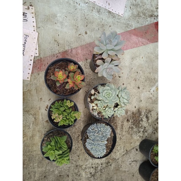 Jual kak septine | Shopee Indonesia
