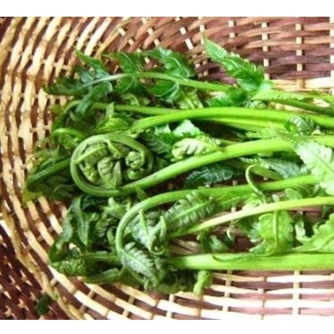 Jual Pakis per ikat/ Pucuk Pakis / Sayur Paku / Sayur Pahu / Pakis Muda ...