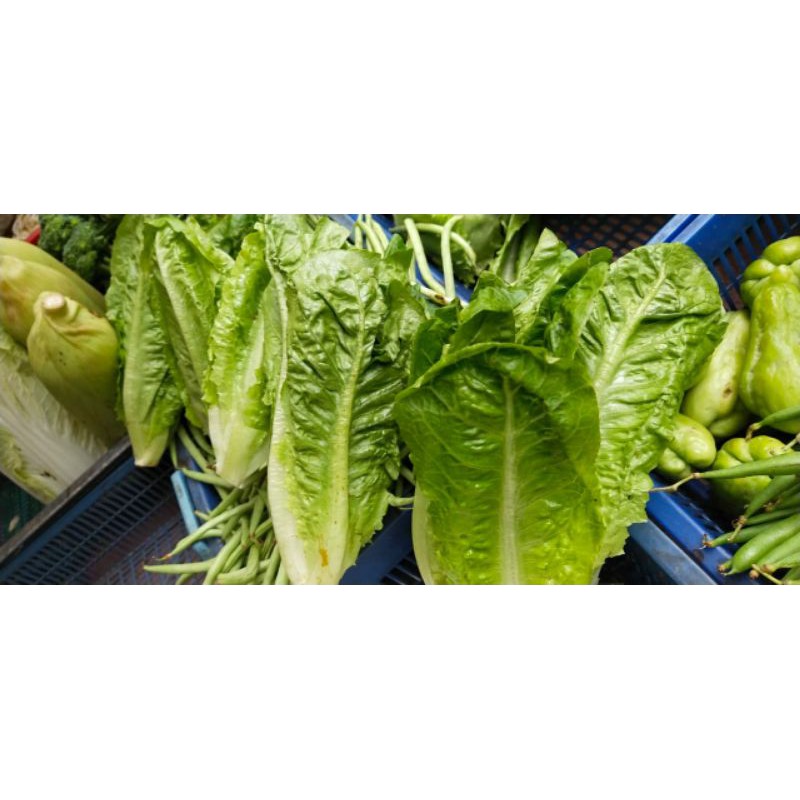 Jual SAYUR SELADA ROMAINE/SELADA ROMAINE LETTUCE | Shopee Indonesia