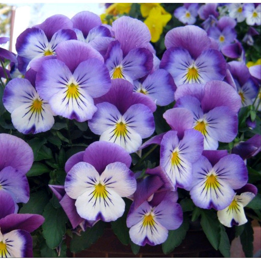 Jual 10 Biji Bunga Pansy Cool Summer | SULTANFARMER820 | Shopee Indonesia