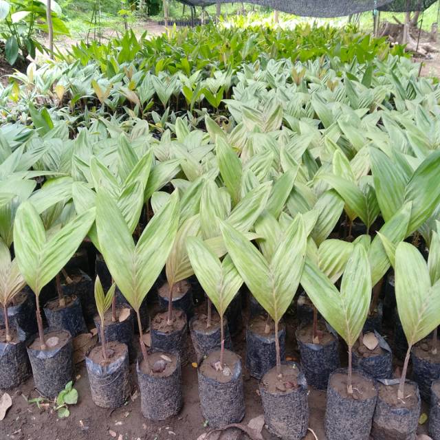 Jual Bibit Salak Pondoh | Shopee Indonesia