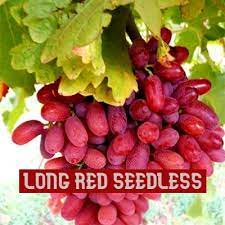Jual Anggur Import Jenis Long-Red Seedless Hasil Grafting | Shopee ...