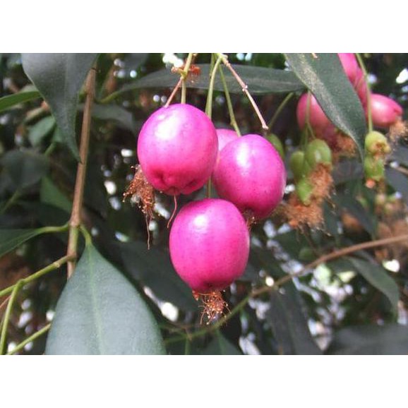 Jual Benih Tanaman Bibit Tanaman Buah Jambu Air Lili Pili 50Cm Dm1 ...