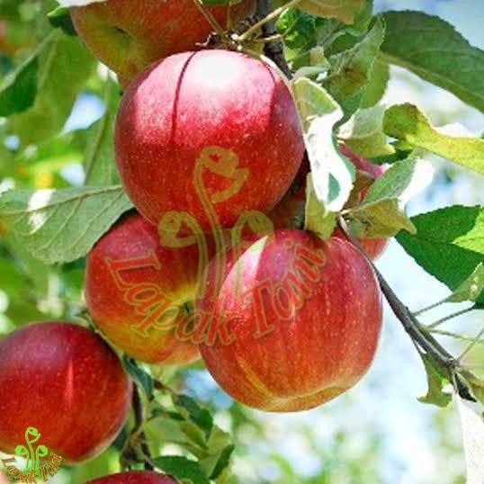 Jual Ide Bibit Tanaman Buah Apel Ana | Shopee Indonesia