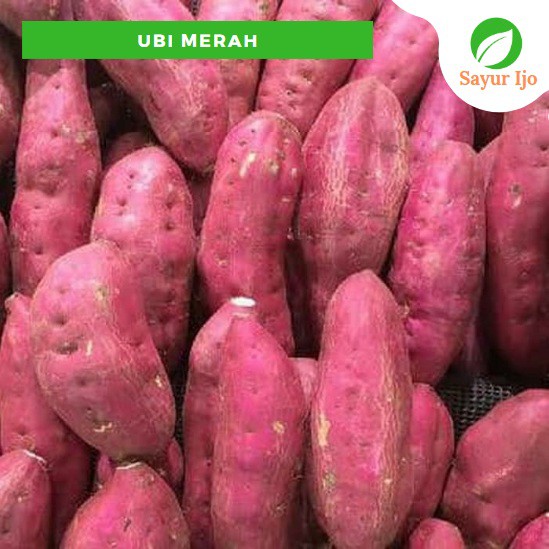 Jual Ubi Merah 950 - 1000 Gram Fresh Sweet Potato Sayur Hijau Buah ...