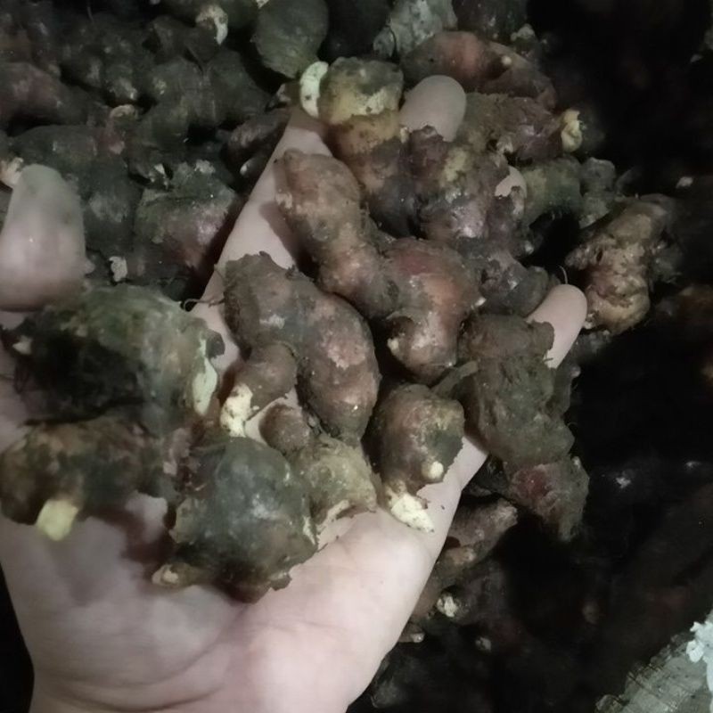 Jual jahe merah medan kecil 1kg / jahe merah asli / jahe merah segar ... Jual jahe merah medan kecil 1kg / jahe merah asli / jahe merah segar ...