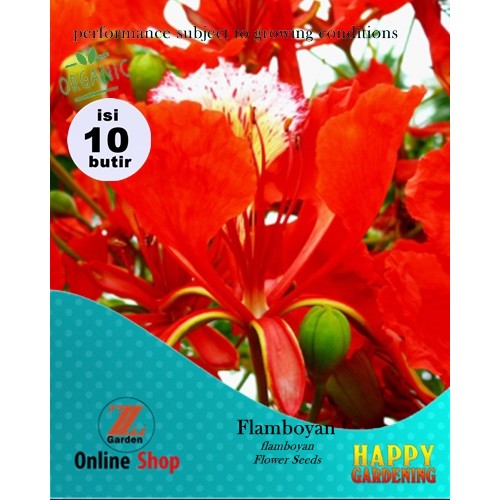 Jual 10butir bibit biji benih tanaman hias bunga flamboyan merah ...