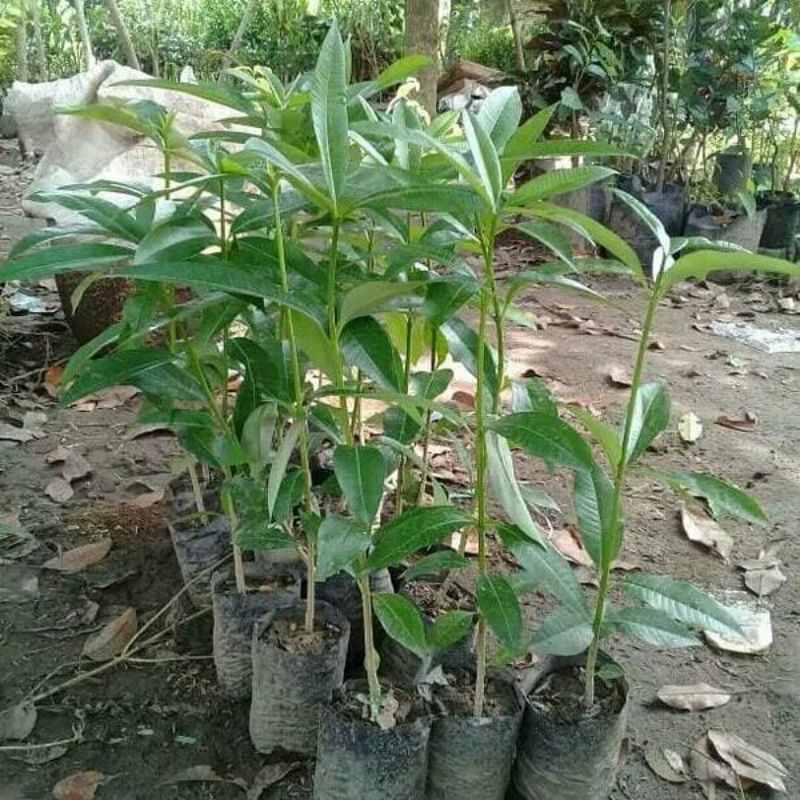 Jual Bibit tanaman pohon pule pulai siap tanam | Shopee Indonesia