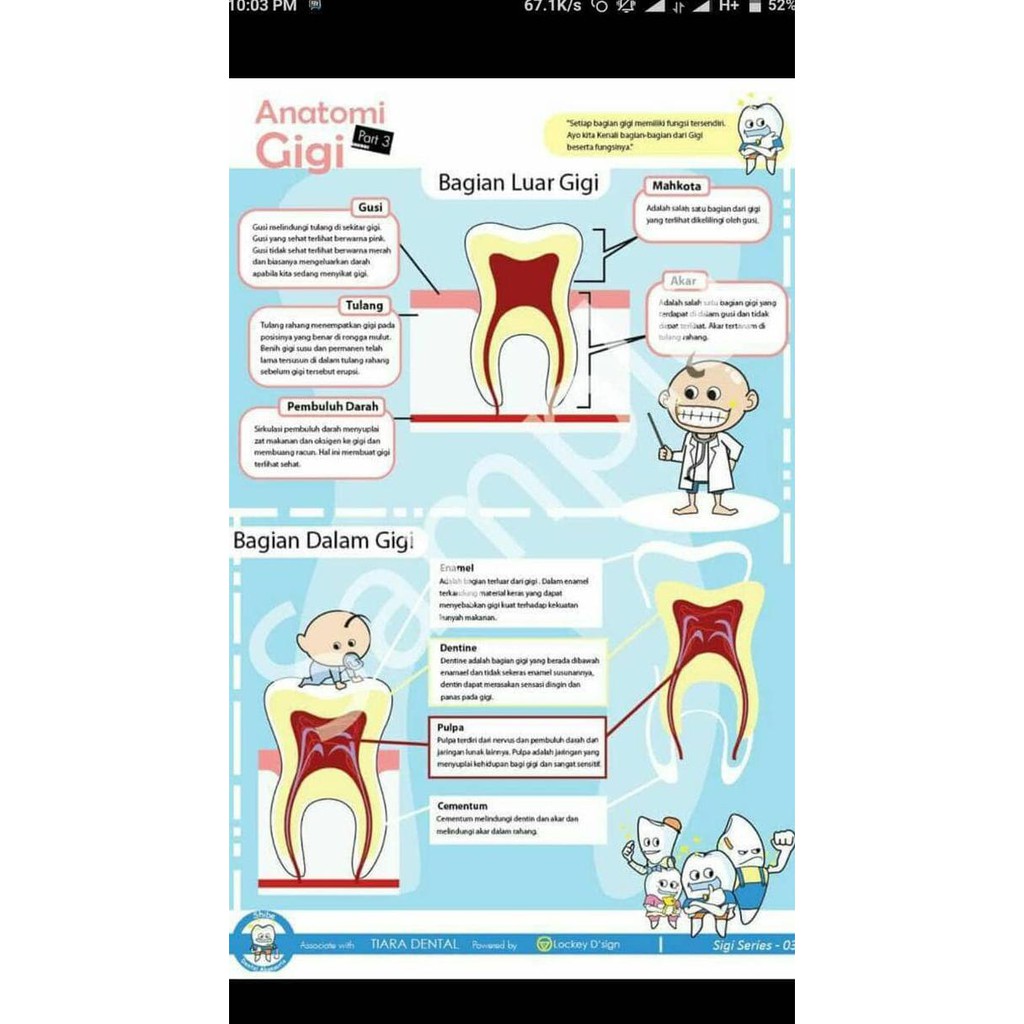 Jual POSTER GIGI A3+ TEMA ANATOMI GIGI~BERKUALITAS~ | Shopee Indonesia