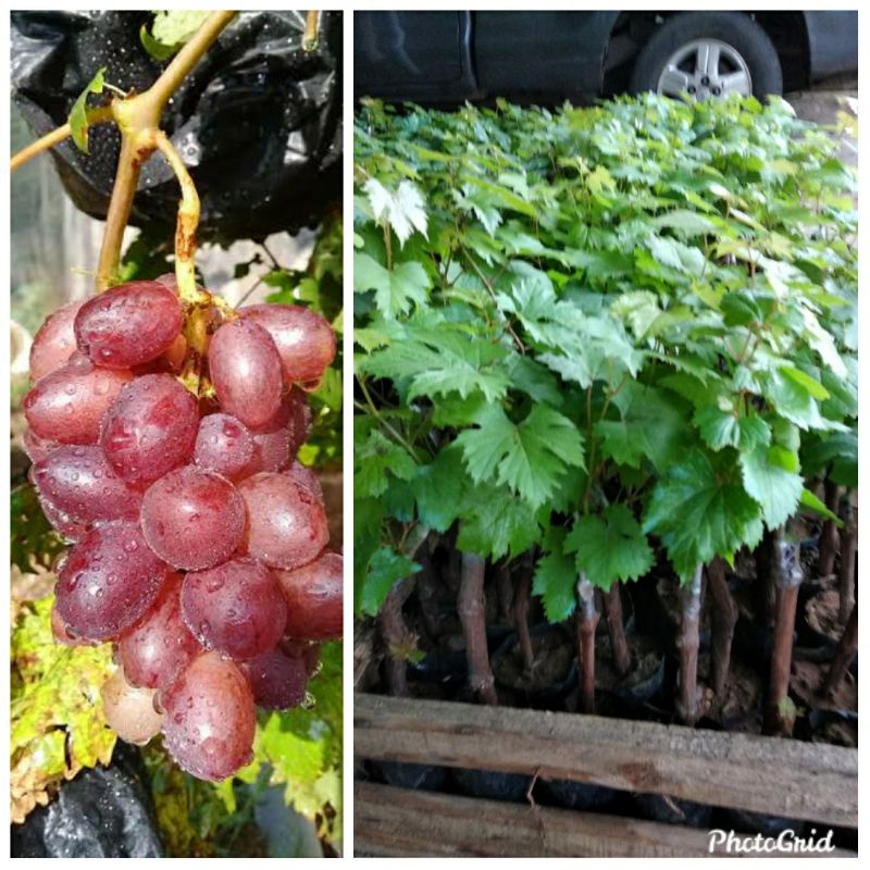 Jual Bibit anggur ninel | Shopee Indonesia