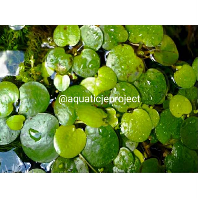 Jual FROGBIT AMAZON TANAMAN AIR AQUASCAPE APUNG MURAH | Shopee Indonesia