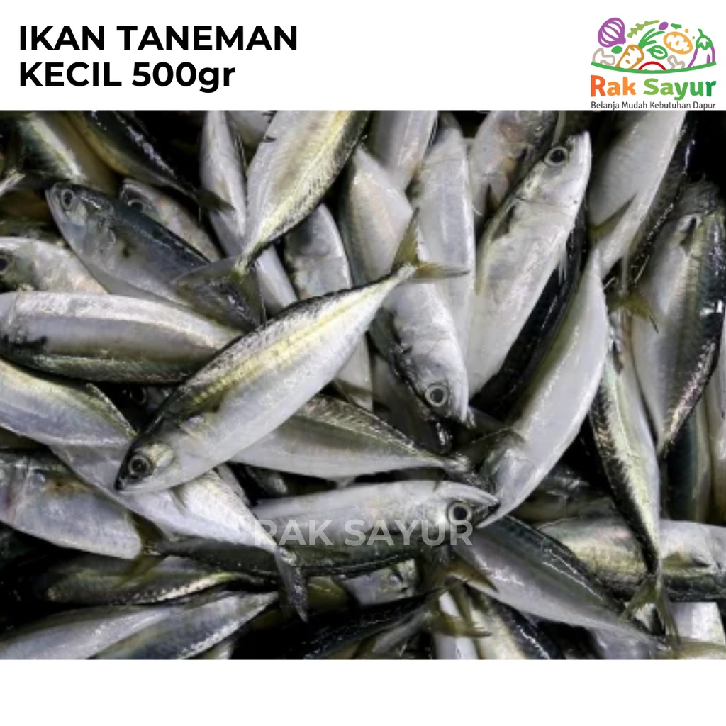 Jual Ikan Taneman 500gr Anak Ikan Kembung Tandeman Fresh Ikan Seafood ...
