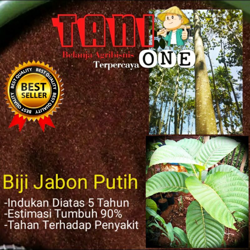 Jual Benih Biji jabon / jabun putih berkwalitas Netto 50, 100 ,250 gram ...