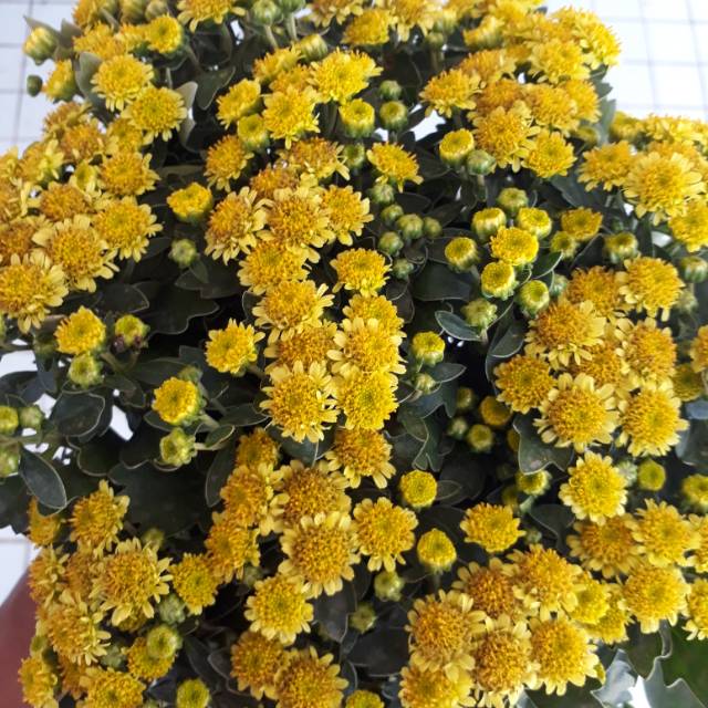 Jual Tanaman Hias Aster Kuning 7 - 8 pohon | Shopee Indonesia