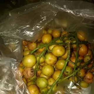 Jual Buah Menteng Terlengkap & Harga Terbaru Agustus 2025 | Shopee ...