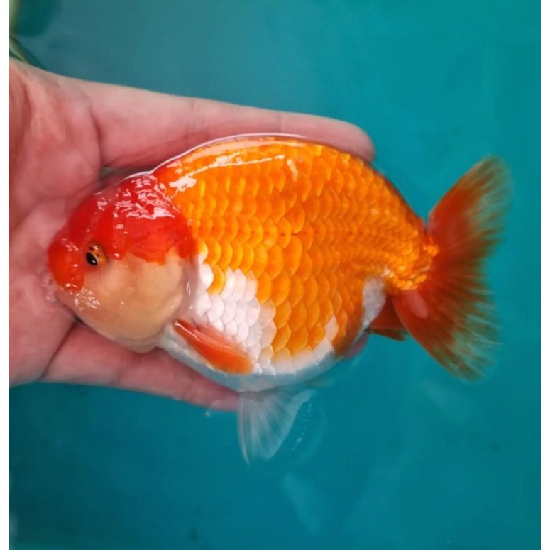 Jual maskoki ranchu baby 4 cm / ikan mas koki | Shopee Indonesia