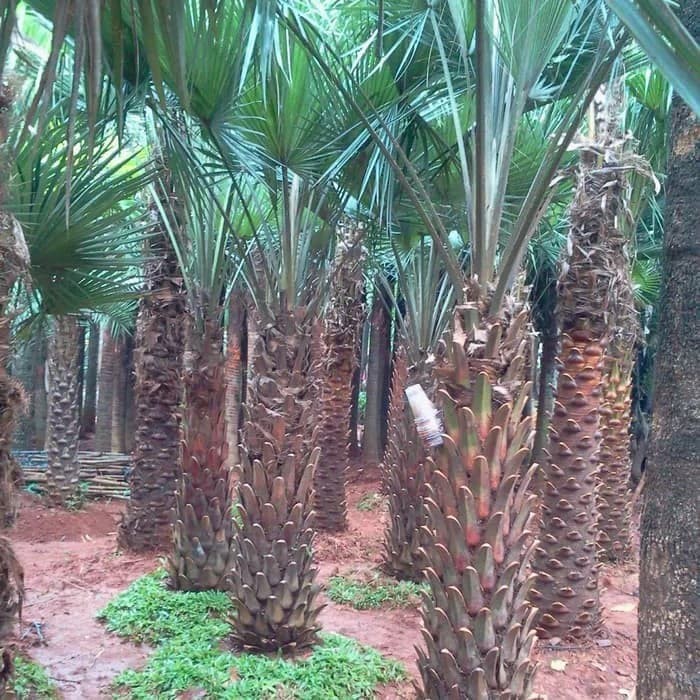Jual pohon palem morelli - pohon palm moreli - palem morelli - tinggi ...