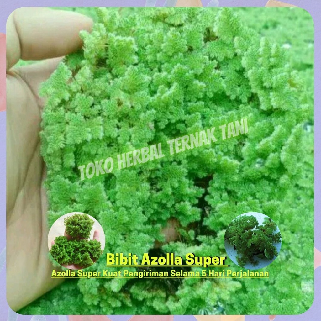 Jual Bibit Azolla Azola Microphyla Pinnata Pakan Ikan 100 gram | Shopee ...