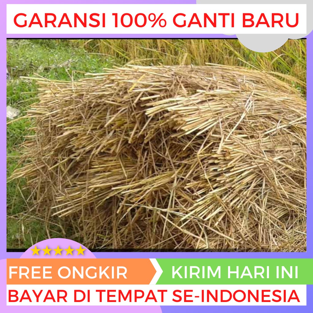 Jual JUAL JERAMI PADI KERING 500 grm | Shopee Indonesia