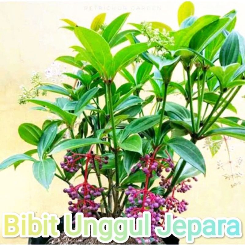 Jual PARIJOTO MERAH SUDAH BERUAH | Shopee Indonesia