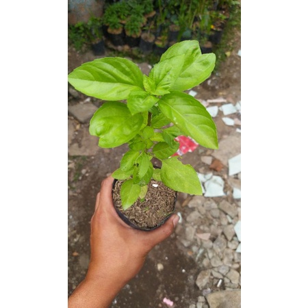 Jual Tanaman ruku ruku/holy basil | Shopee Indonesia