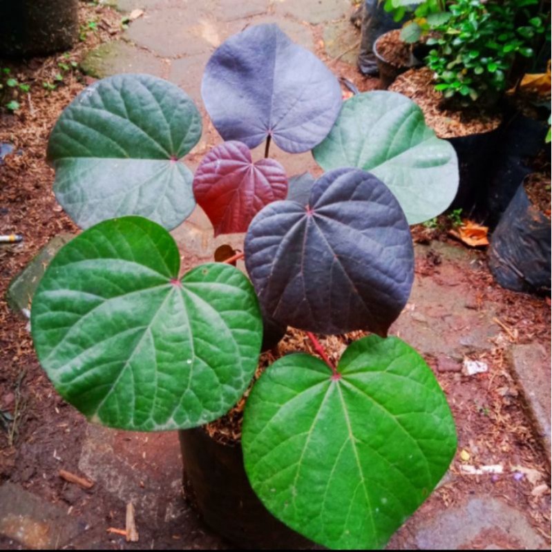 Jual tanaman waru merah | Shopee Indonesia