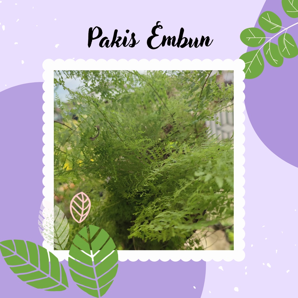 Jual Tanaman Hias Pakis Embun Tanaman Pakis Embun Hias | Shopee Indonesia