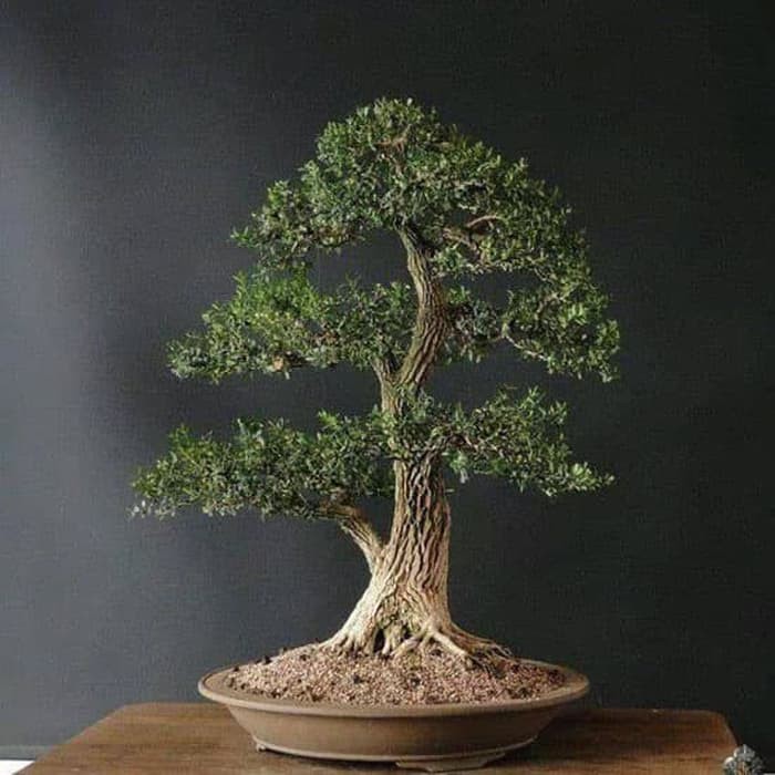 Jual Boksus tanaman Bahan Bonsai Yang Bagus Untuk Pemula Dan ...