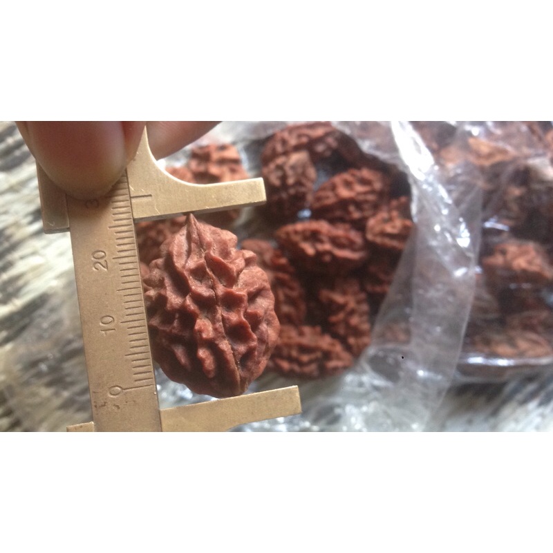 Jual moif daun jenitri | Shopee Indonesia