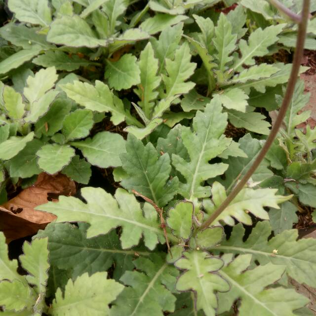 Jual Tanaman Daun Dewa atau Tapak Dewa | Shopee Indonesia