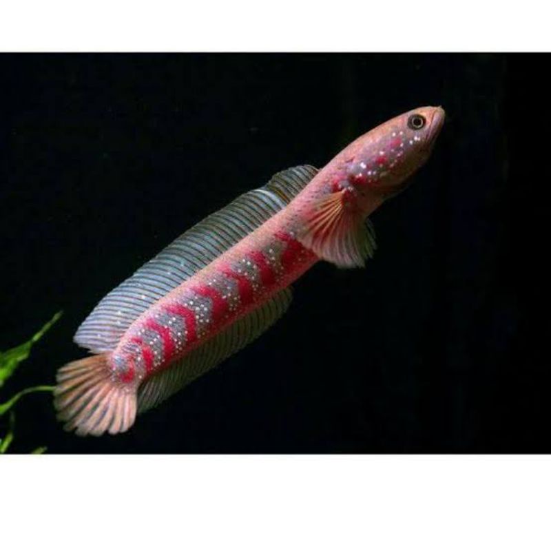 Jual CHANNA ASIATICA RS PURE JUMBO MALE DAN FEMALE | Shopee Indonesia