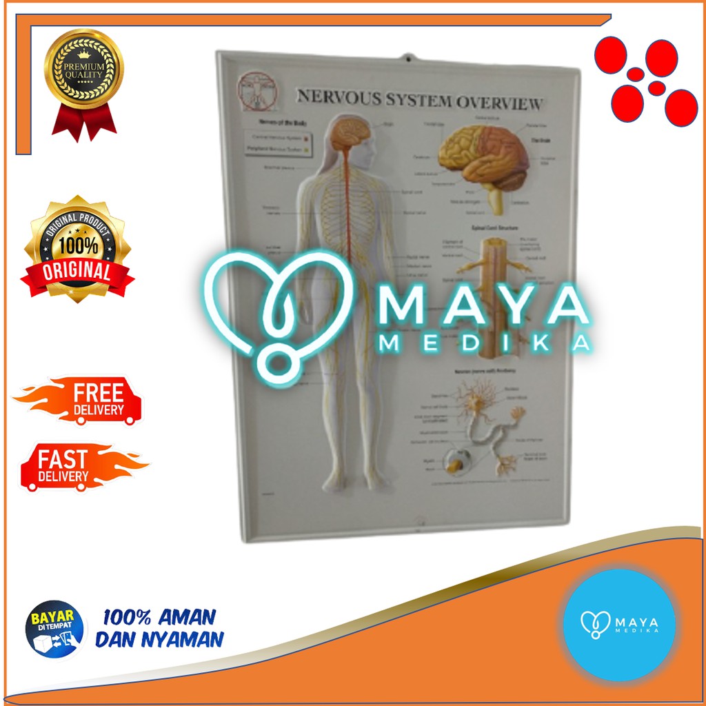 Jual Gambar 3D / Nervous System Overview | Shopee Indonesia
