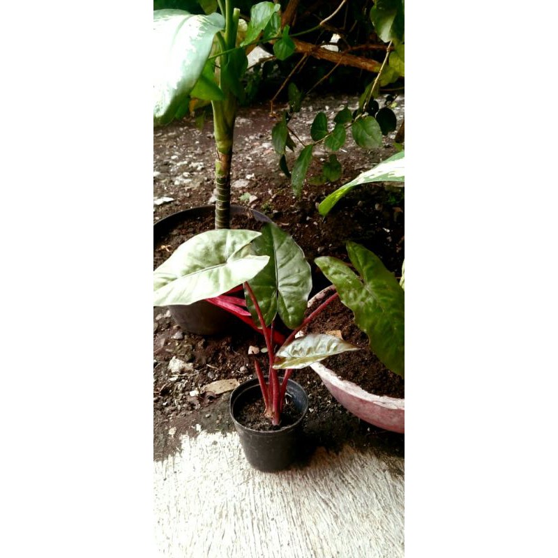 Jual Alocasia blumbea / sente hitam / talas merah | Shopee Indonesia