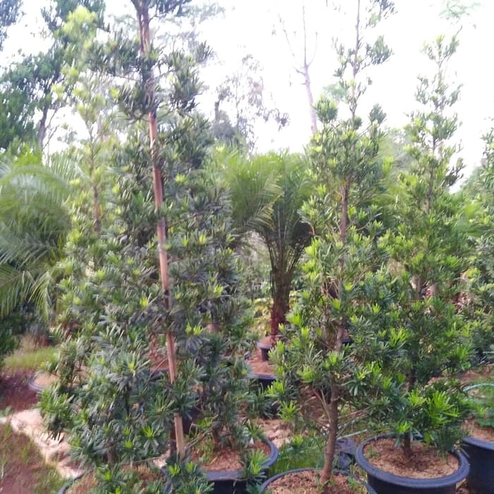 Jual Tanaman hias Lohansung Taiwan - pohon Lohansung Taiwan tinggi 2 ...