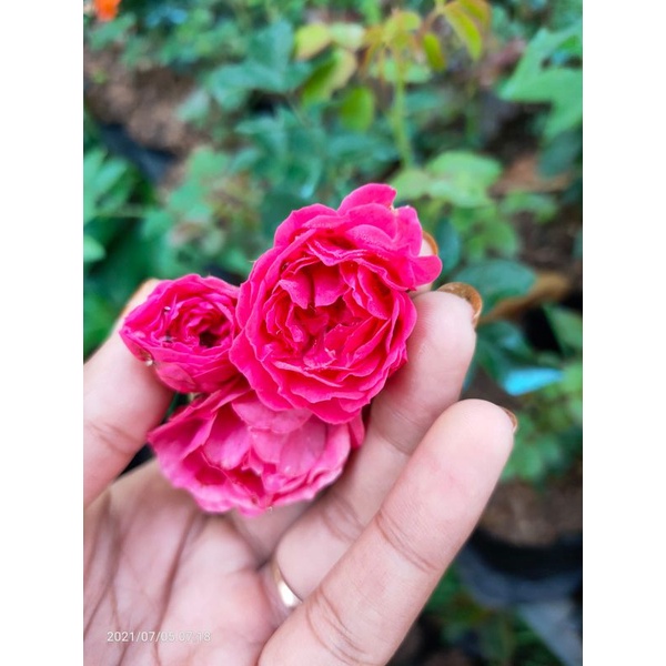 Jual Tanaman Hias Mawar Rambat Kubis Fanta rajin berbunga | Shopee ...