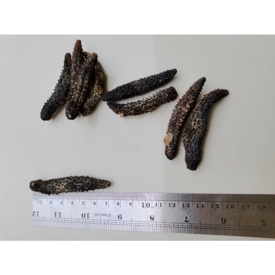 Jual Teripang Duri Hitam Super Haisom Duri Kering Grade A Gamat Kering ...