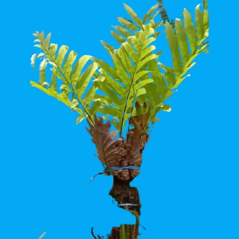 Jual pakis drynaria | Shopee Indonesia