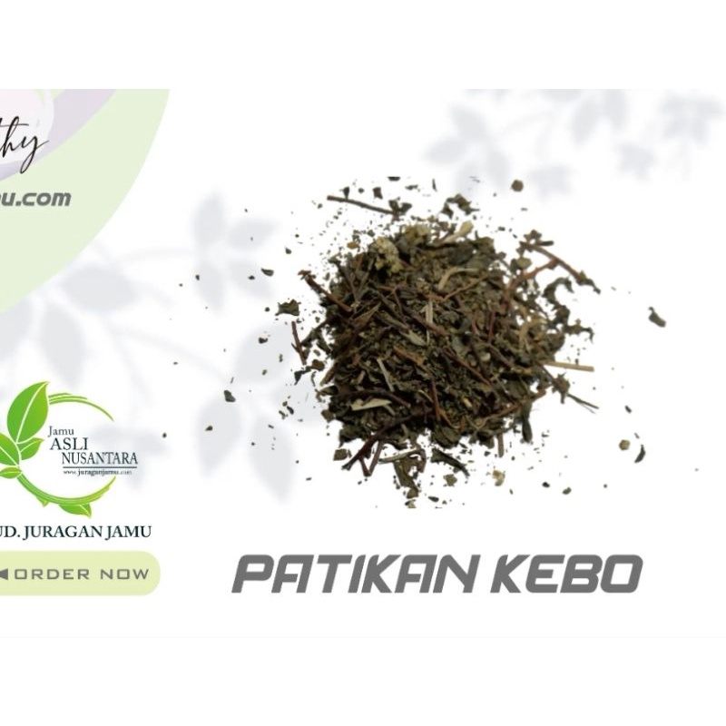 Jual Patikan Kebo kerbau daun kering 50 gr | Shopee Indonesia