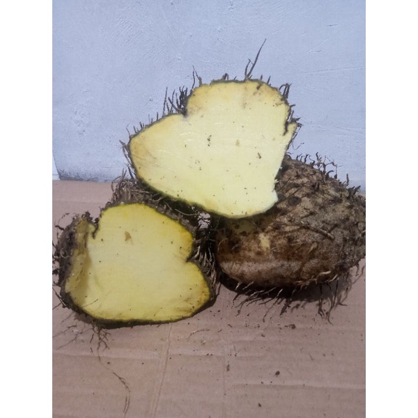 Jual Umbi Gadung Segar 1kg | Shopee Indonesia